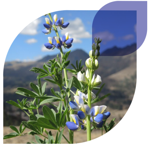 Tarwi Foods – La Proteína de los Incas
