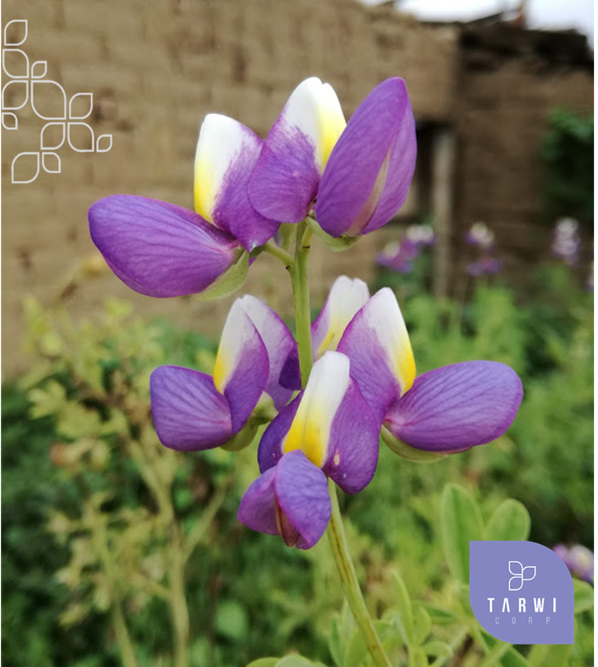 CAMPAÑA LUNES SIN CARNE – Tarwi Foods