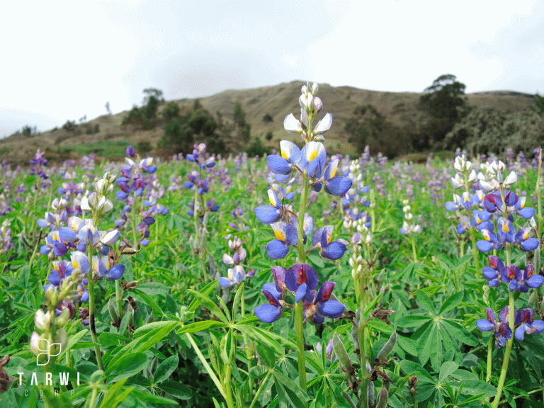 Tecnología Tarwicorp – Tarwi Foods