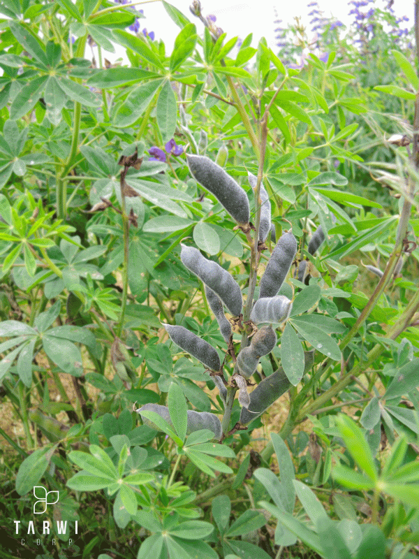 Tecnología Tarwicorp – Tarwi Foods